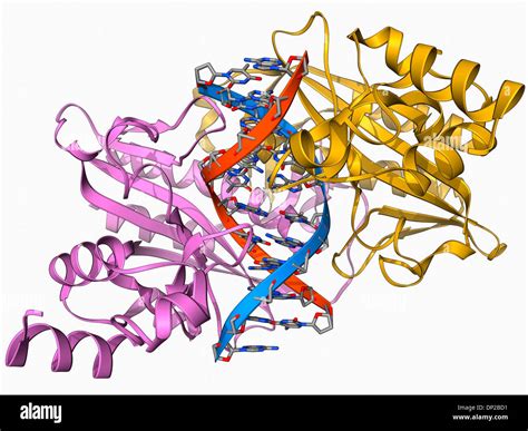 Implications For Switching Restriction Enzyme Specificities 40 Off