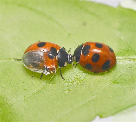 Scientists Get A Clear Look At Ladybugs Wing Folding Action