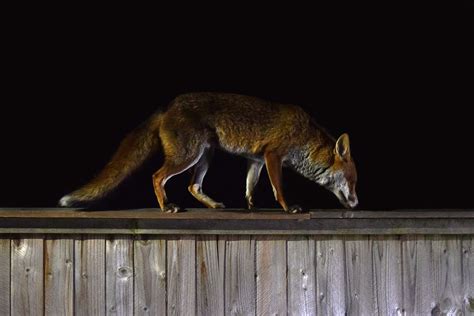 These 17 Photos Show Nocturnal Animals In Action