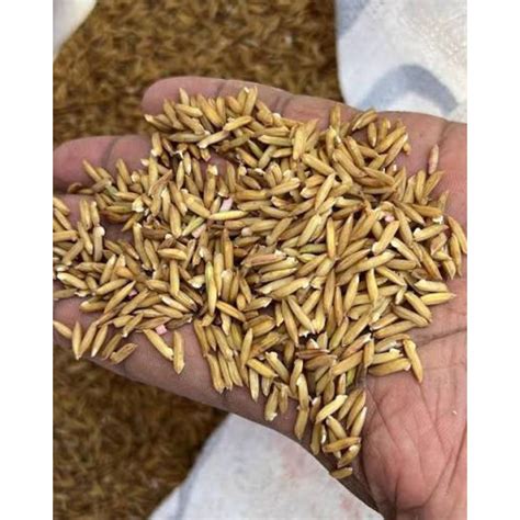 250 Biji Benih Padi Ringan 3 Bulan Padi Sawah Shopee Malaysia