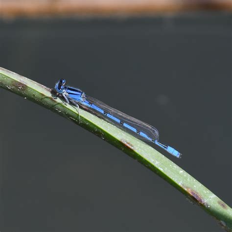 Familiar Bluet Damselfly On Behance