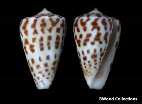 Conus Byssinus 3526234