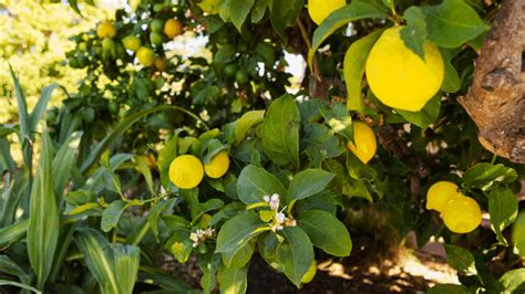 Lemon Tree Growth Stages And Its Life Cycle Theresa Reviews