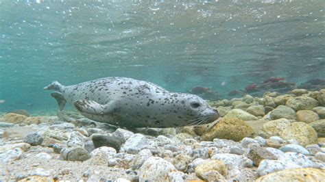 Harbor Seal Swimming Underwater