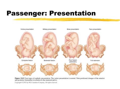 Ppt The Birth Process Powerpoint Presentation Free Download Id 6848169