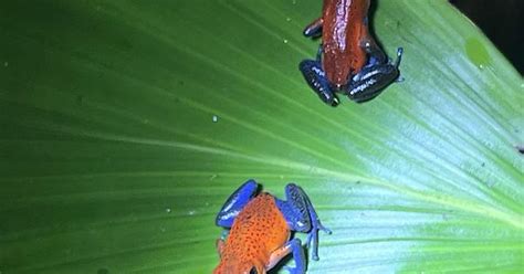 Kiss The Pretty Candy Frogs Album On Imgur