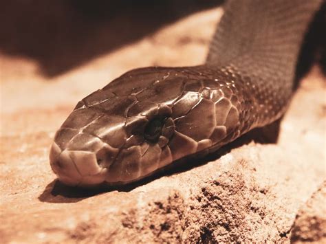 Les 7 Serpents Les Plus Meurtriers Du Zimbabwe à Connaître ~ Vacances Mania