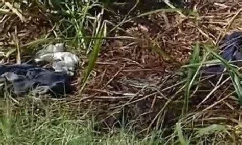 “tribunal Do Crime” Corpo Decapitado E Sem Mãos é Achado Em área De Canavial