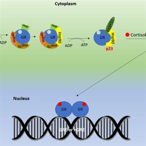 A Schematic Representation Of Gr Signaling In Gene Regulation