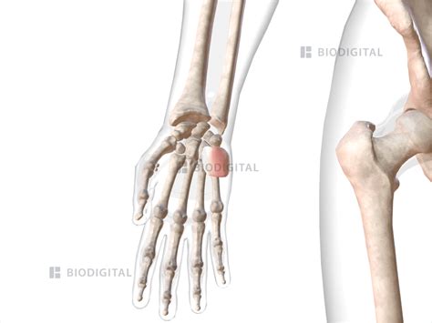 Right Palmaris Brevis Biodigital Anatomy