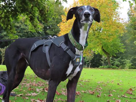Luna Greyhound Protection Uk