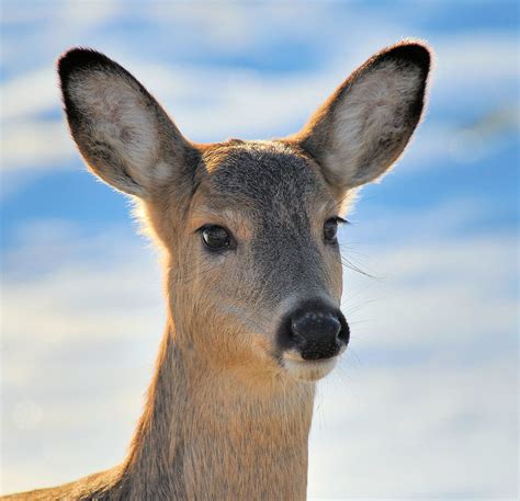 🔥 Doe A Deer A Female Deer Rnatureisfuckinglit