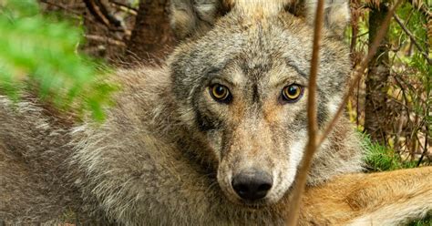 Scientists Discover A Completely Unexpected Way Wolves Alter Ecosystems