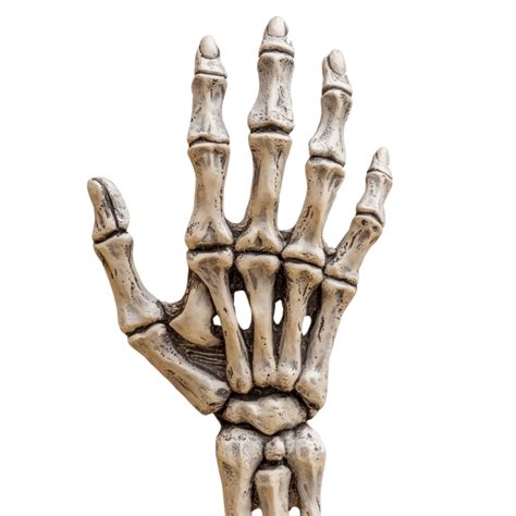 Skeleton Hands Pngs For Free Download