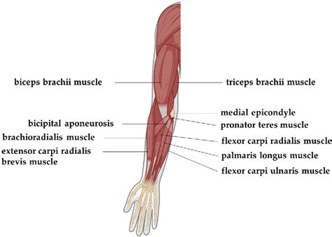 Figure 1 From Human Arm Workout Classification By Arm Sleeve Device