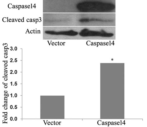 Western Blot Analysis Of Cleaved Caspase 3 In Retinal Pcs Pericytes
