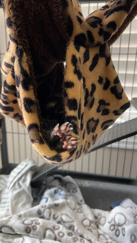 Little Toe Beans Scrolller Little Toe Beans Scrolller