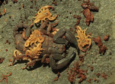 Bangkok Post Tiny Scorpion Species Found