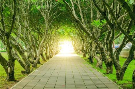 Tree Tunnel Stock Photos Images And Backgrounds For Free Download