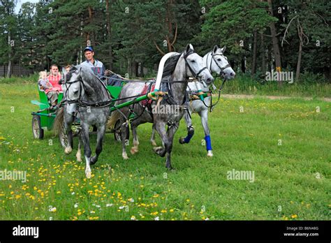 Russian Team Horse Sex Telegraph