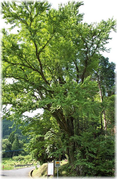 田代のカツラ（2）