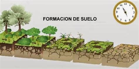 Explica El Proceso De La Formación De El Suelo Brainlylat