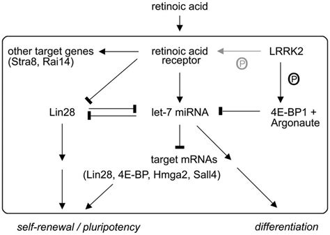 Model Of How Lrrk2 Deficiency May Promote Retinoic Acid Induced