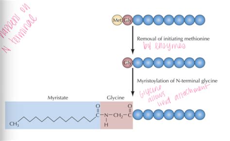 Bc1001 Post Translational Modifications Flashcards Quizlet