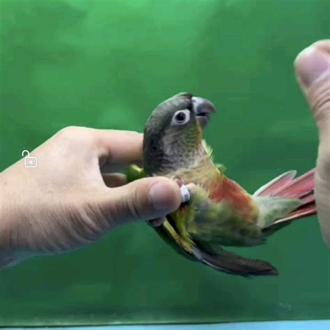 风暴训鸟直播间风暴训鸟视频直播 上yy