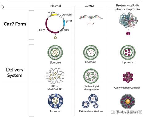 化学合成sgrna 助力高效基因编辑 知乎