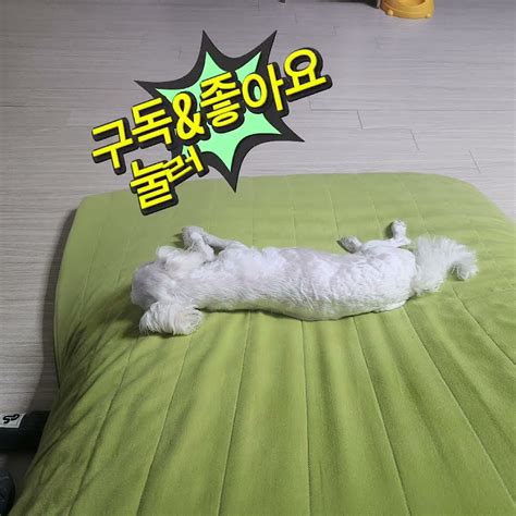 강아지 자는방법귀여운강아지 Youtube