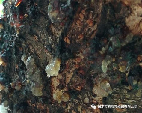 与农植保桃树流胶病防治取得阶段性成果 侵染性