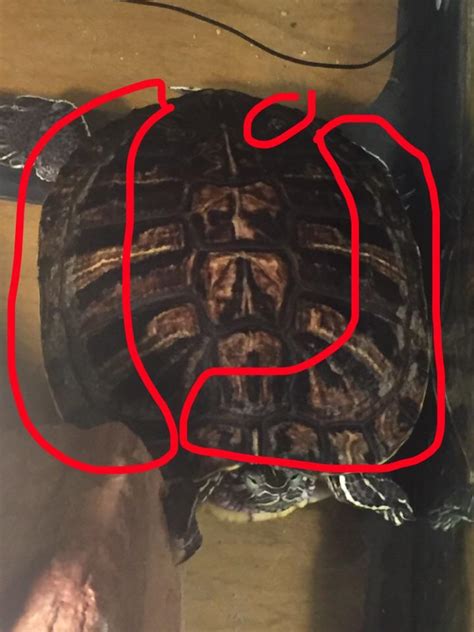 Does She Have Shell Rot Ive Asked Multiple People And The Consensus Is Relatively Leaning