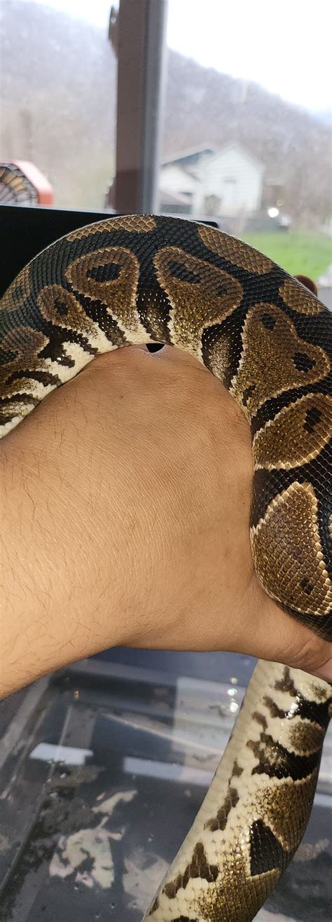 Help With Identifying Morph Ball Pythons MorphMarket Reptile Community