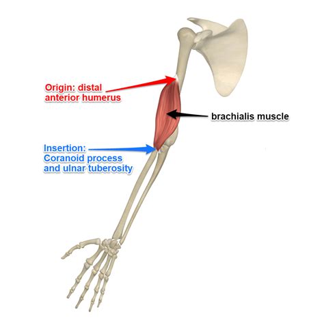 The Brachialis Muscle