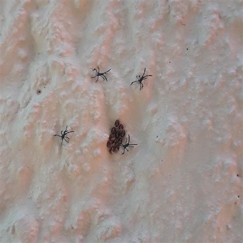 Babies Hatching Rinsects