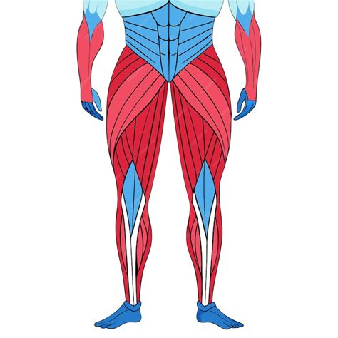Upper Legs Muscles Anatomy Clipart Vector Art And Illustration