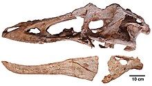 Qianzhousaurus Wikipedia