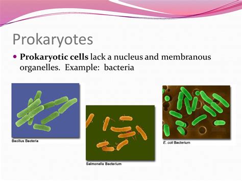 Cells Mrs Reesse Ppt Download