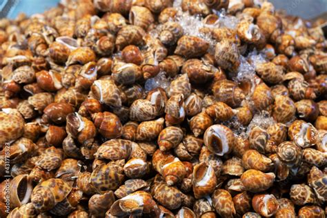 Sweet Shellfish At Seafood Fish Market Fishing Business Raw Fresh Shell