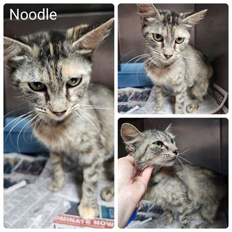 Vernon Adopted Meet Noodle Name Noodle Id 48222 B Breed Dshdmh