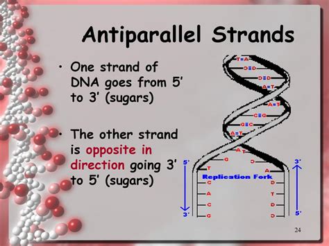 Dna And Replication Ppt Download