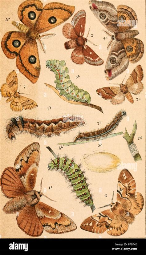 This Work Provides An Introduction To Butterfly Collecting And