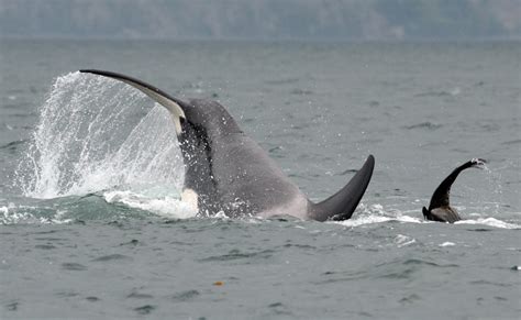 T And Steller Mid Attack 1 Orcasound