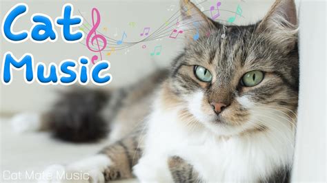 고양이의 분리불안을 잠재웁니다 고양이를 위한 편안한 음악 고양이가 좋아하는 음악 고양이 스트레스 해소 음악 10시간 Youtube