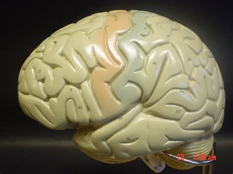 Final Practical Gyrus Sulcus Cortex Diagram Quizlet