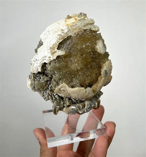 Fossilized Clam With Golden Calcite Fossil Clam Calcite Clam With Calcite Fossils Clam