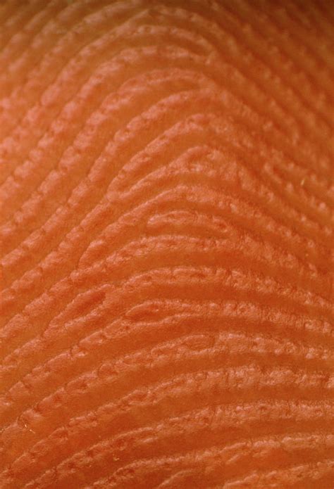Macrophot Of Index Finger Showing Skin Ridges Photograph By Martin Dohrnscience Photo Library