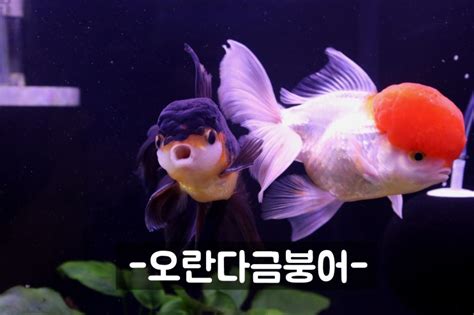 금붕어키우기 오란다금붕어 어항 수명 크기 네이버 블로그