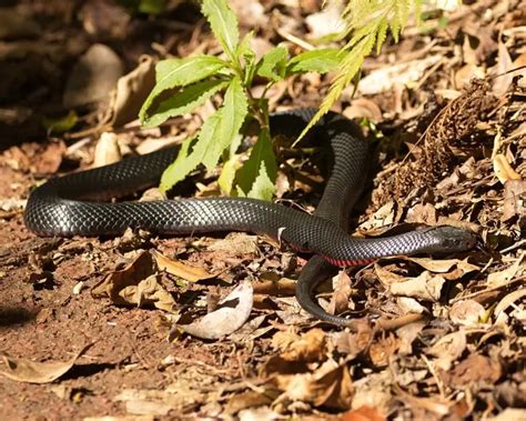Datos De Serpiente Negra De Vientre Rojo Dieta Hábitat E Imágenes En